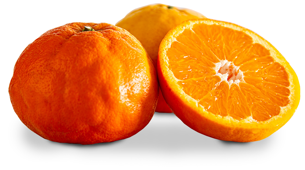 Buy Tangelos Online NZ | Twisted Citrus